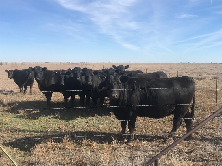 Cattle Feed - Ranchers Supply - Amarillo Texas